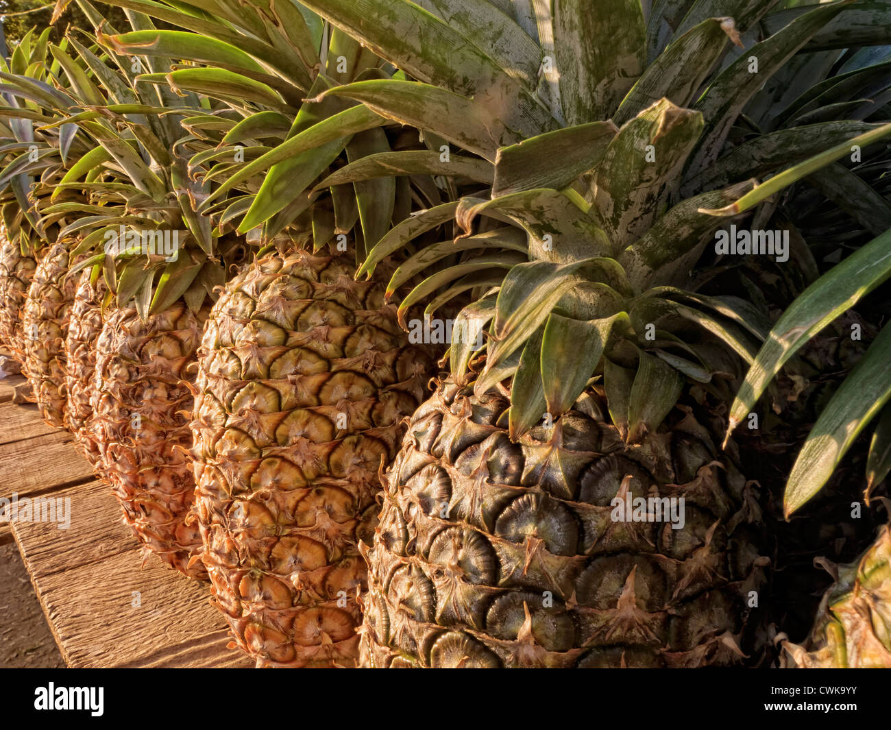 Rind pattern hi-res stock photography and images - Alamy