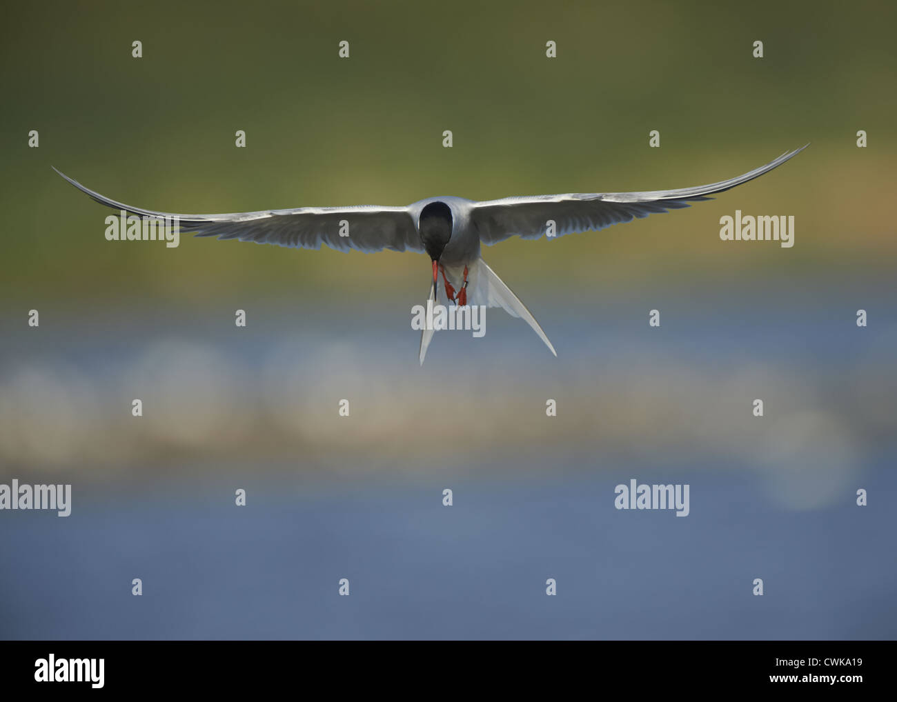 Common Tern in flight Stock Photo - Alamy