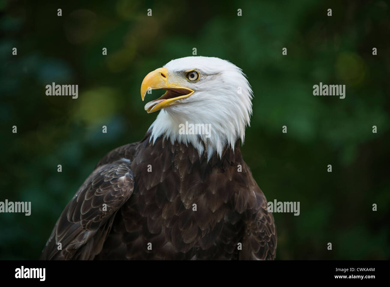 American eagle hi-res stock photography and images - Alamy