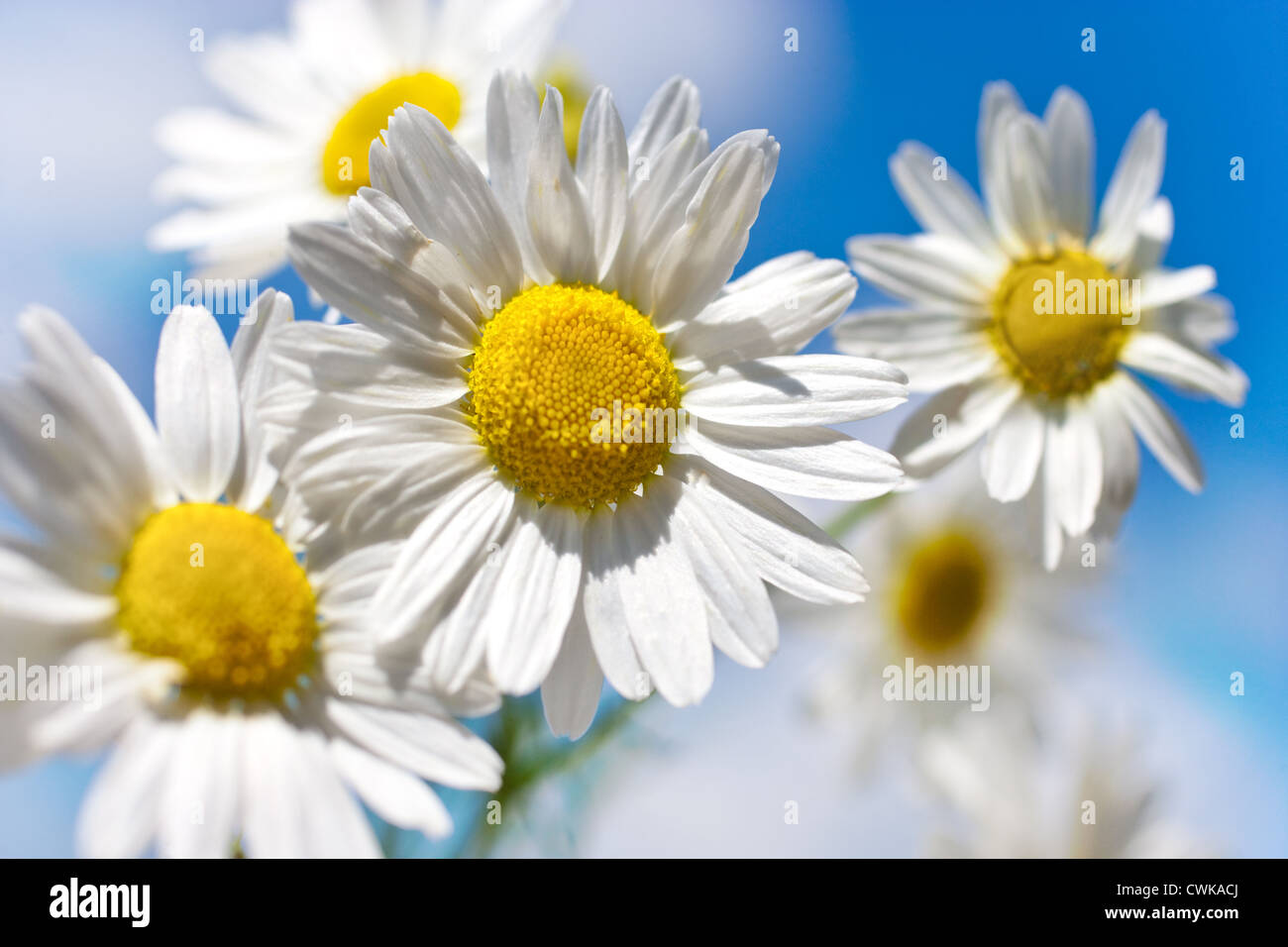 Scentless mayweed matricaria perforata flowering hi-res stock ...