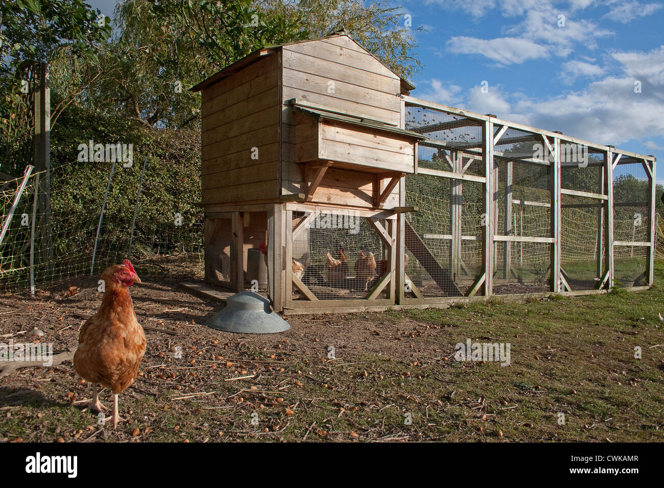 free range domestic chickens Stock Photo - Alamy