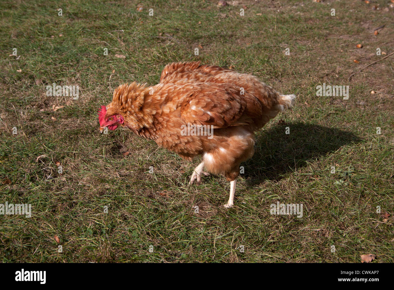 Chicken run enclosure hi-res stock photography and images - Alamy