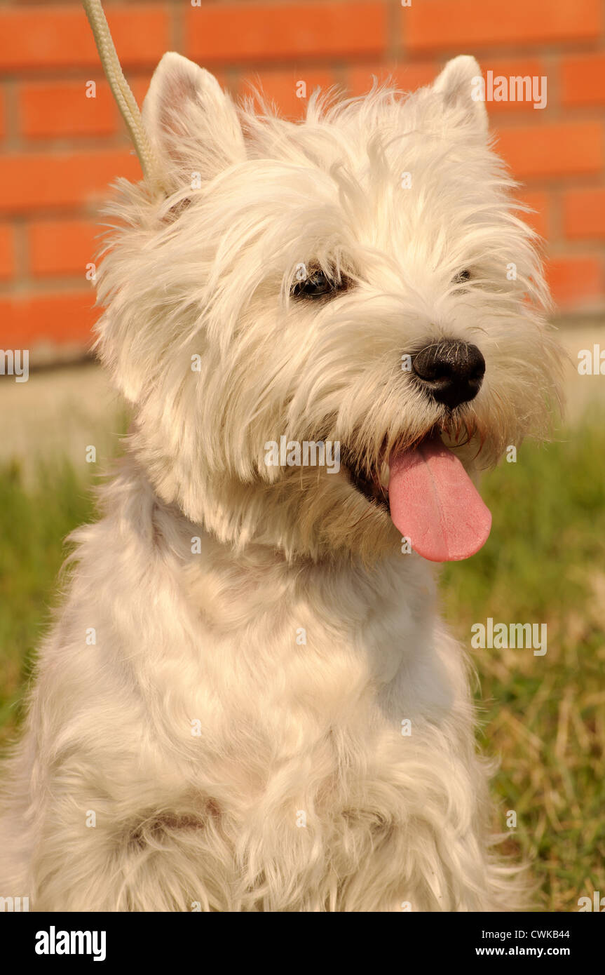 Westie Stock Photo - Alamy