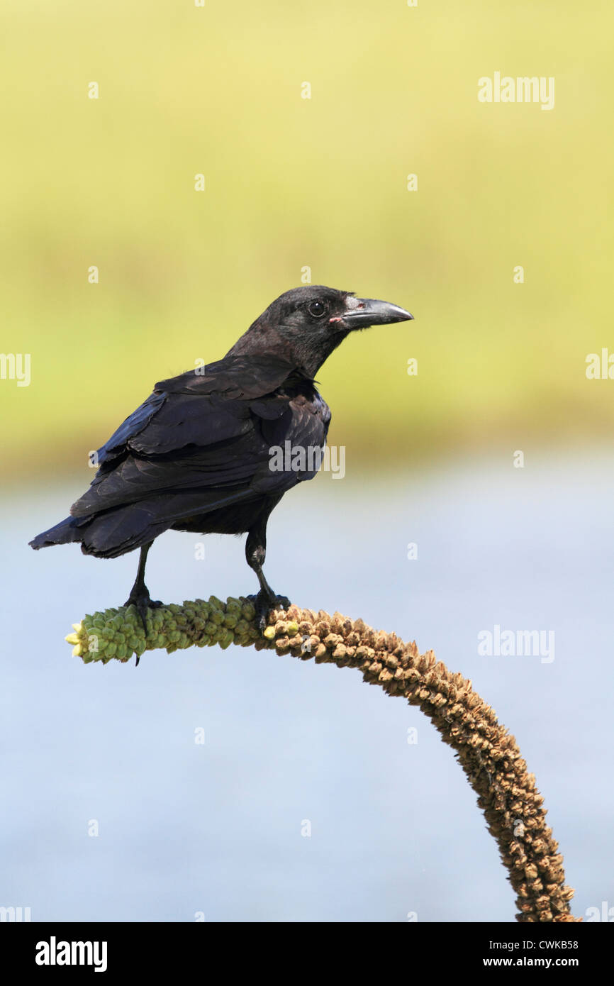 American crow hi-res stock photography and images - Alamy