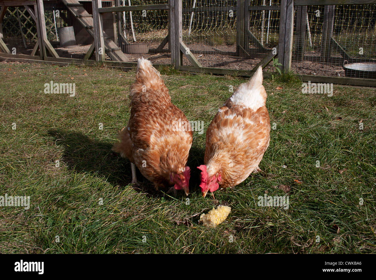 free range domestic chickens Stock Photo - Alamy