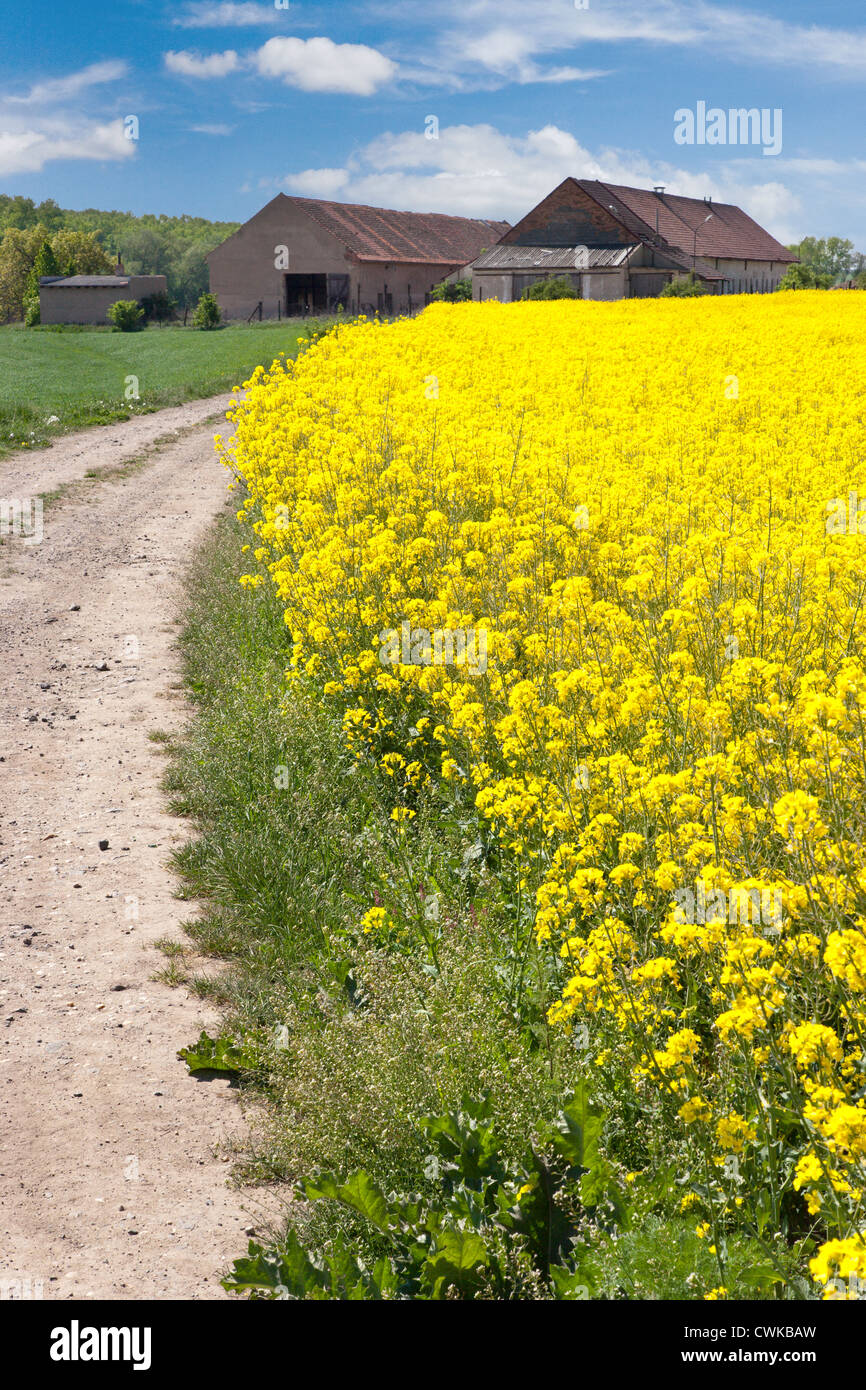 Colza hi-res stock photography and images - Alamy