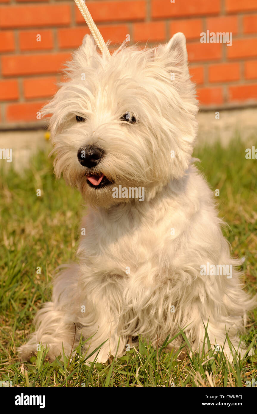 Westie hi-res stock photography and images - Alamy