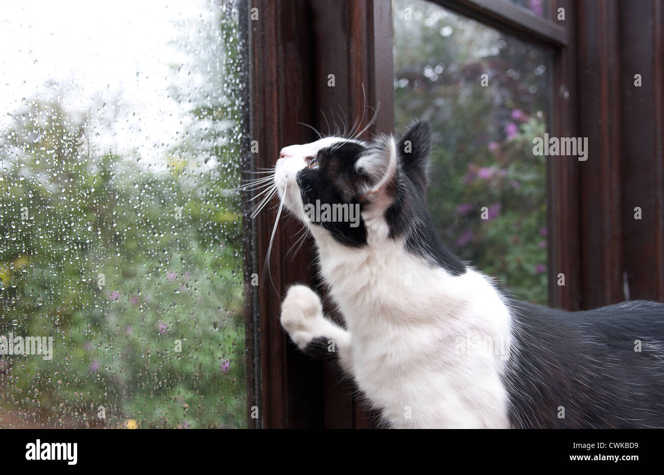 black & white kitten watching rain through window Stock Photo - Alamy