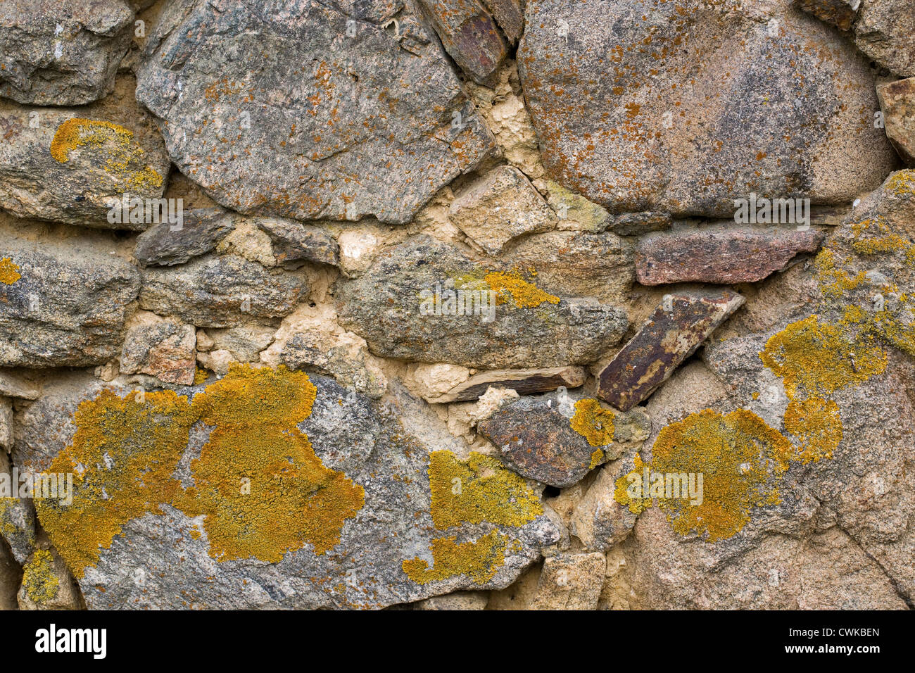 Lichen growing on stone hi-res stock photography and images - Alamy