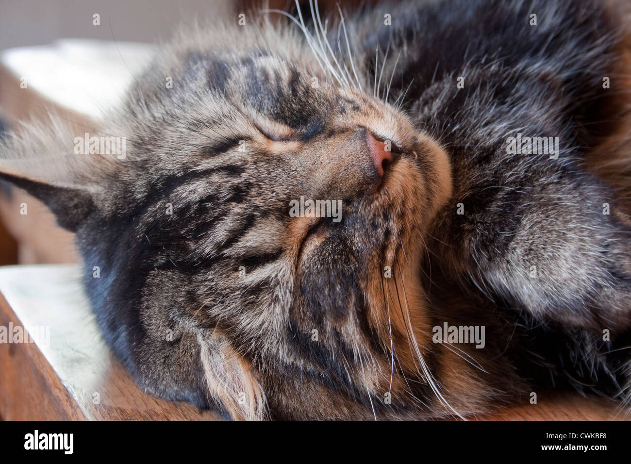 cat asleep in farmhouse kitchen Stock Photo - Alamy