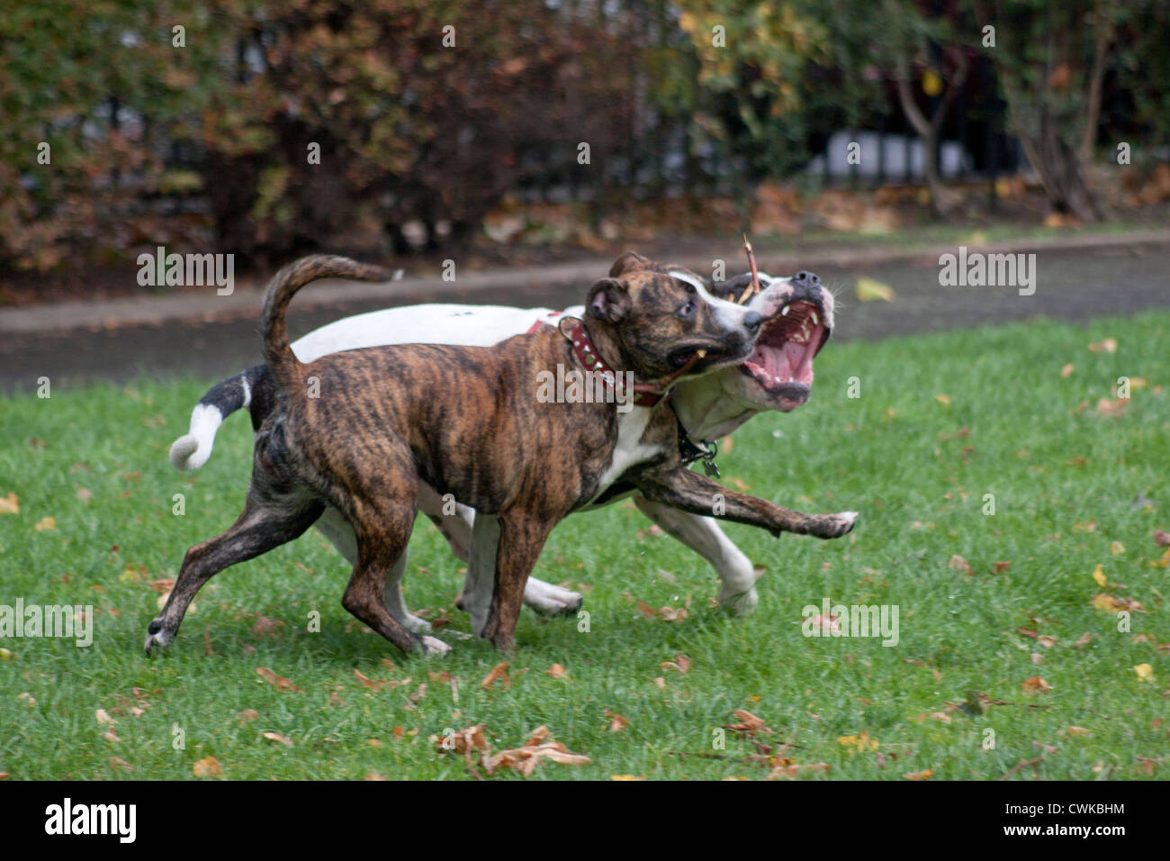 Dogs mating hi-res stock photography and images - Alamy