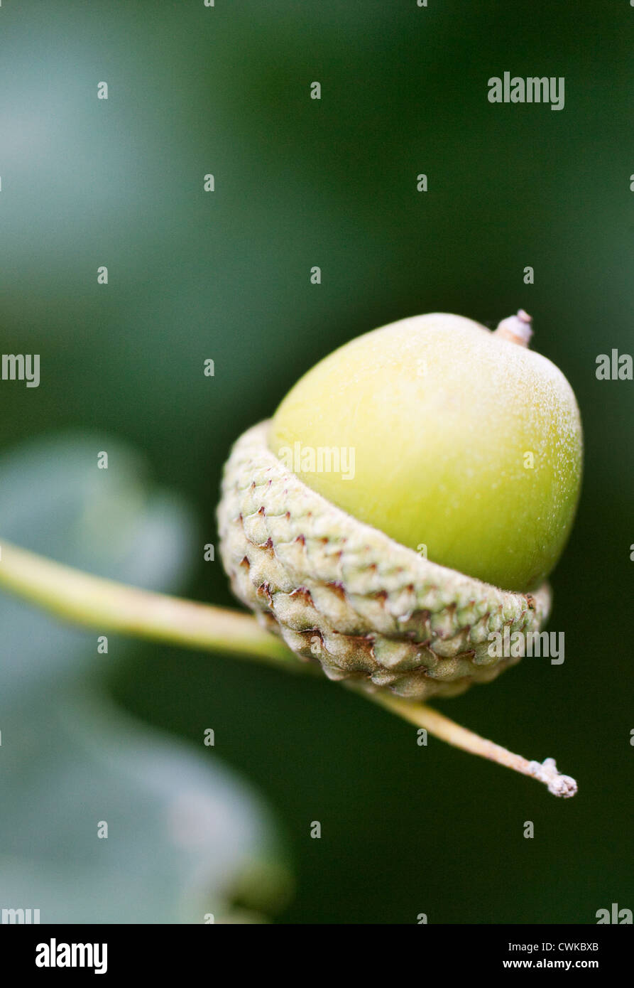 Se tree hi-res stock photography and images - Alamy