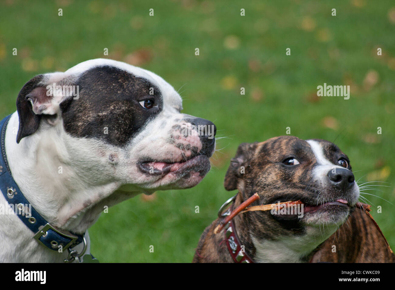 Mating dogs hi-res stock photography and images - Alamy