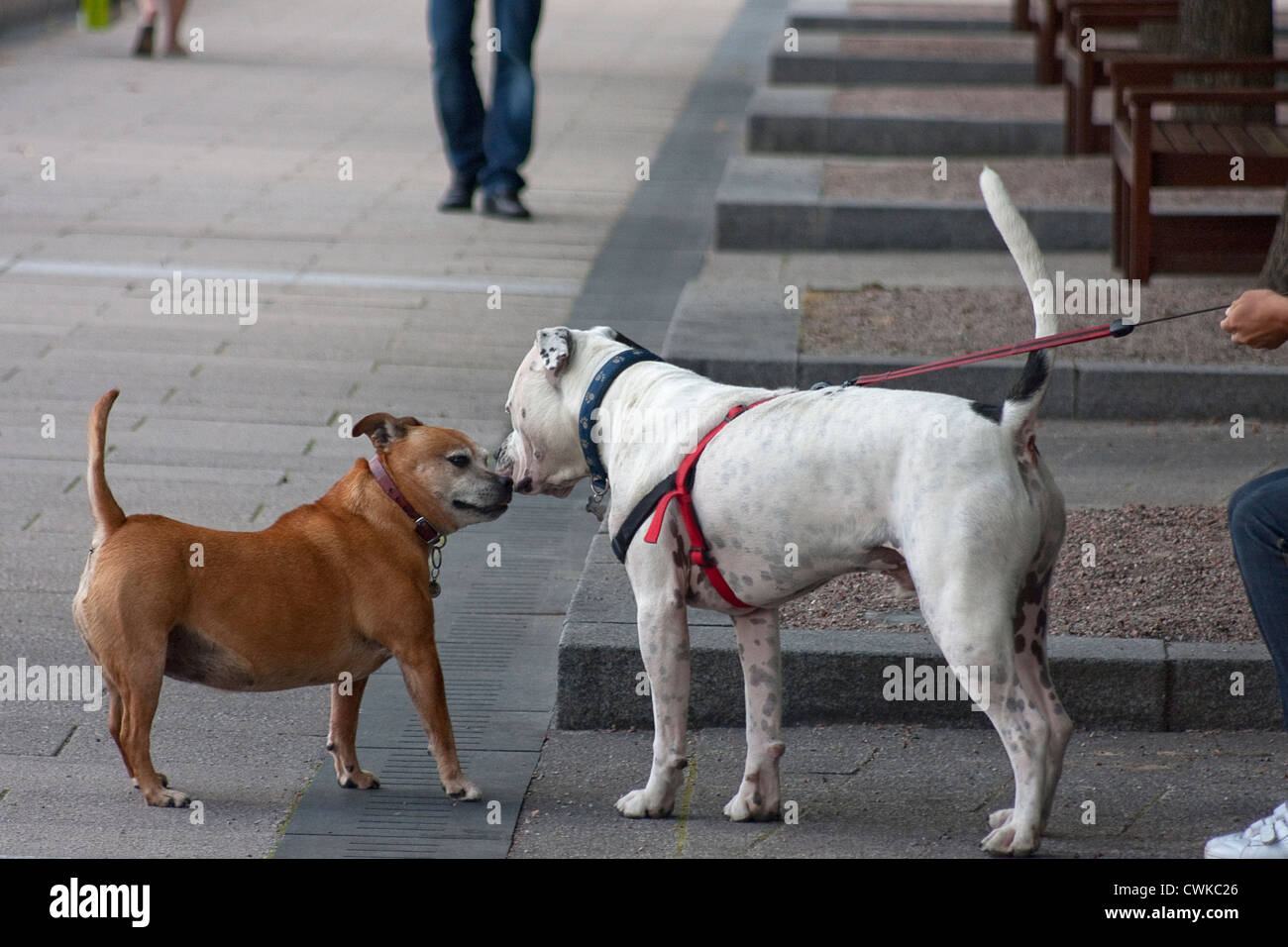 two dogs socialising Stock Photo - Alamy