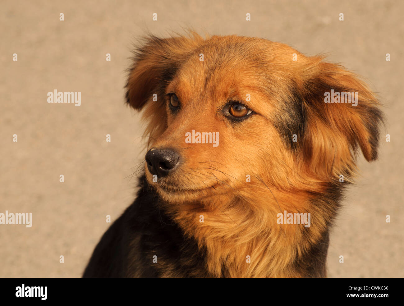 Pet horizontal hi-res stock photography and images - Alamy