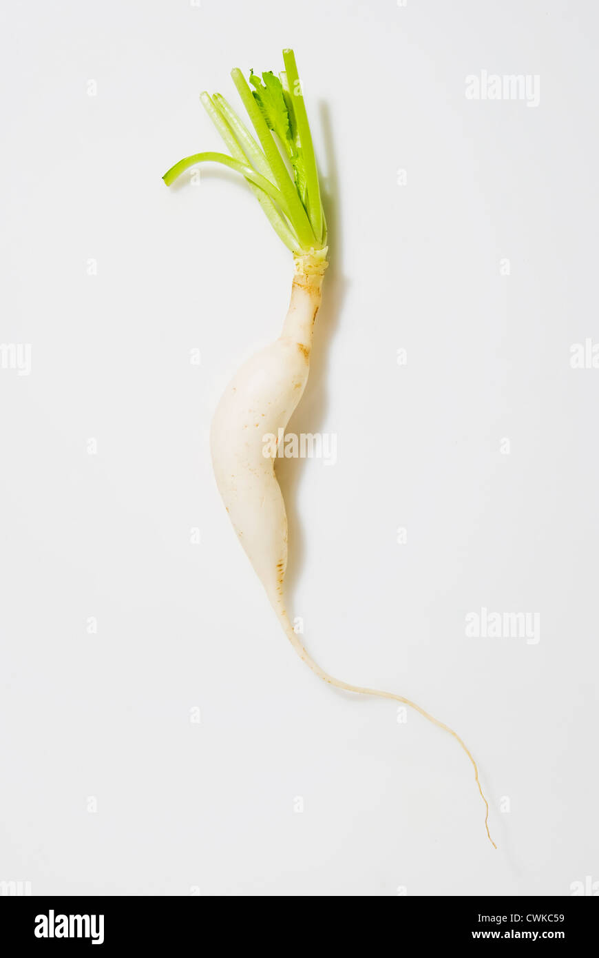 White raddish on white background Stock Photo - Alamy