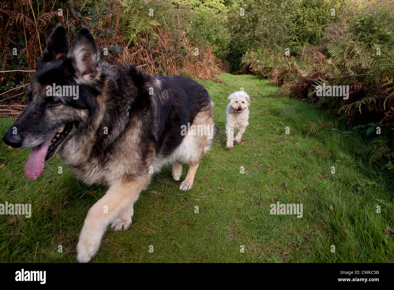 two dogs out walking Stock Photo - Alamy