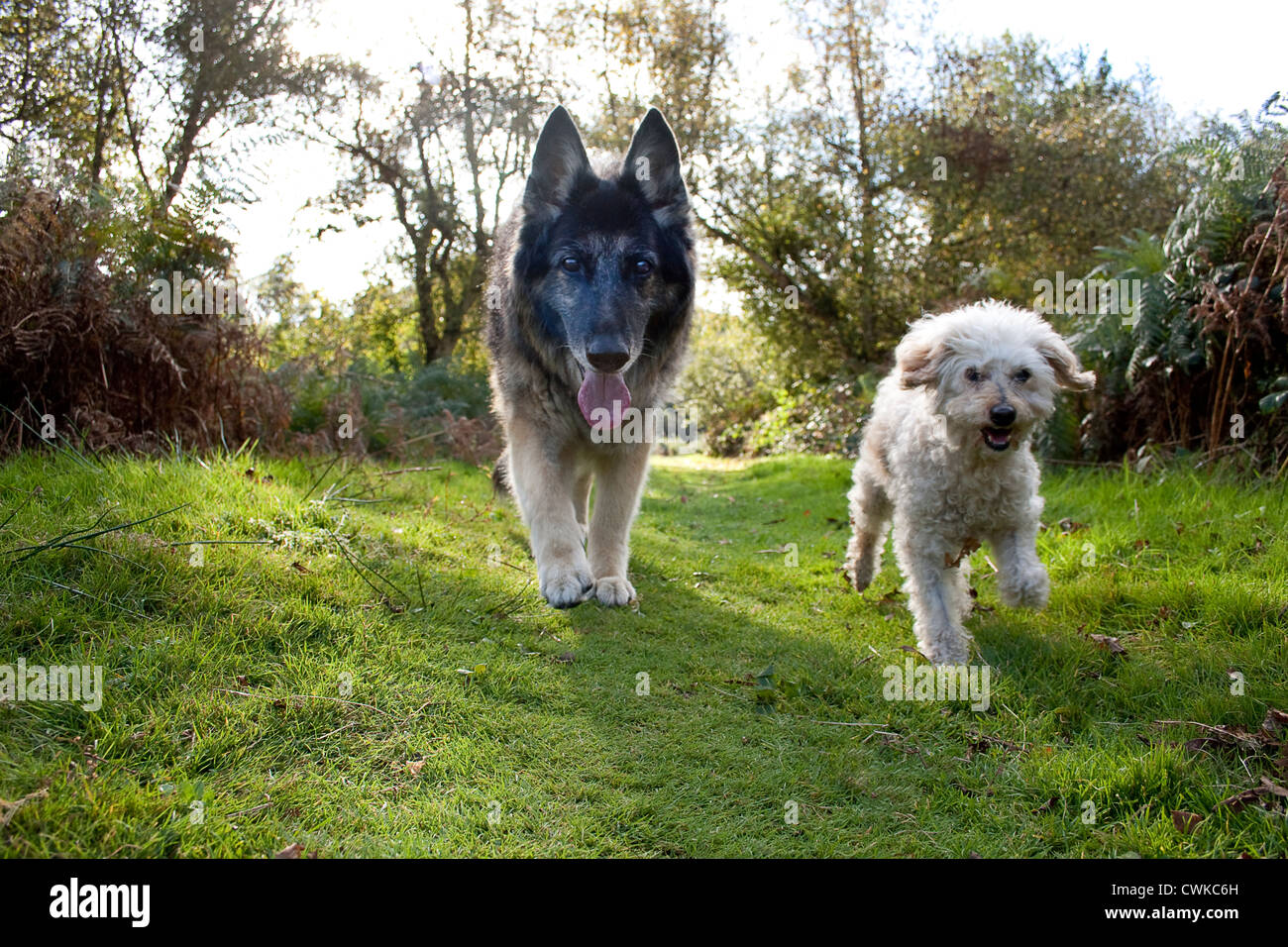 two dogs out walking Stock Photo - Alamy
