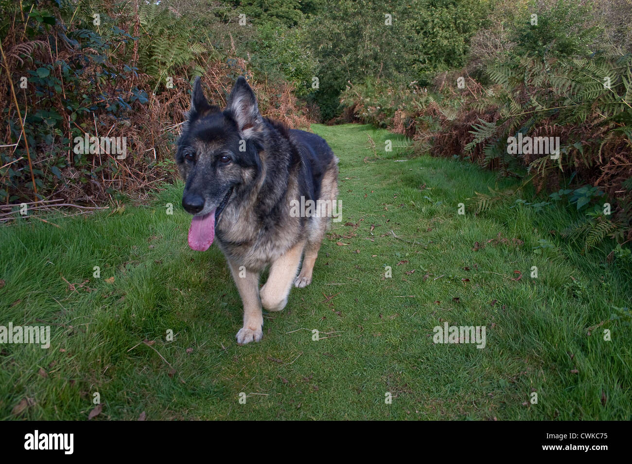german shepherd cross dog out walking Stock Photo - Alamy