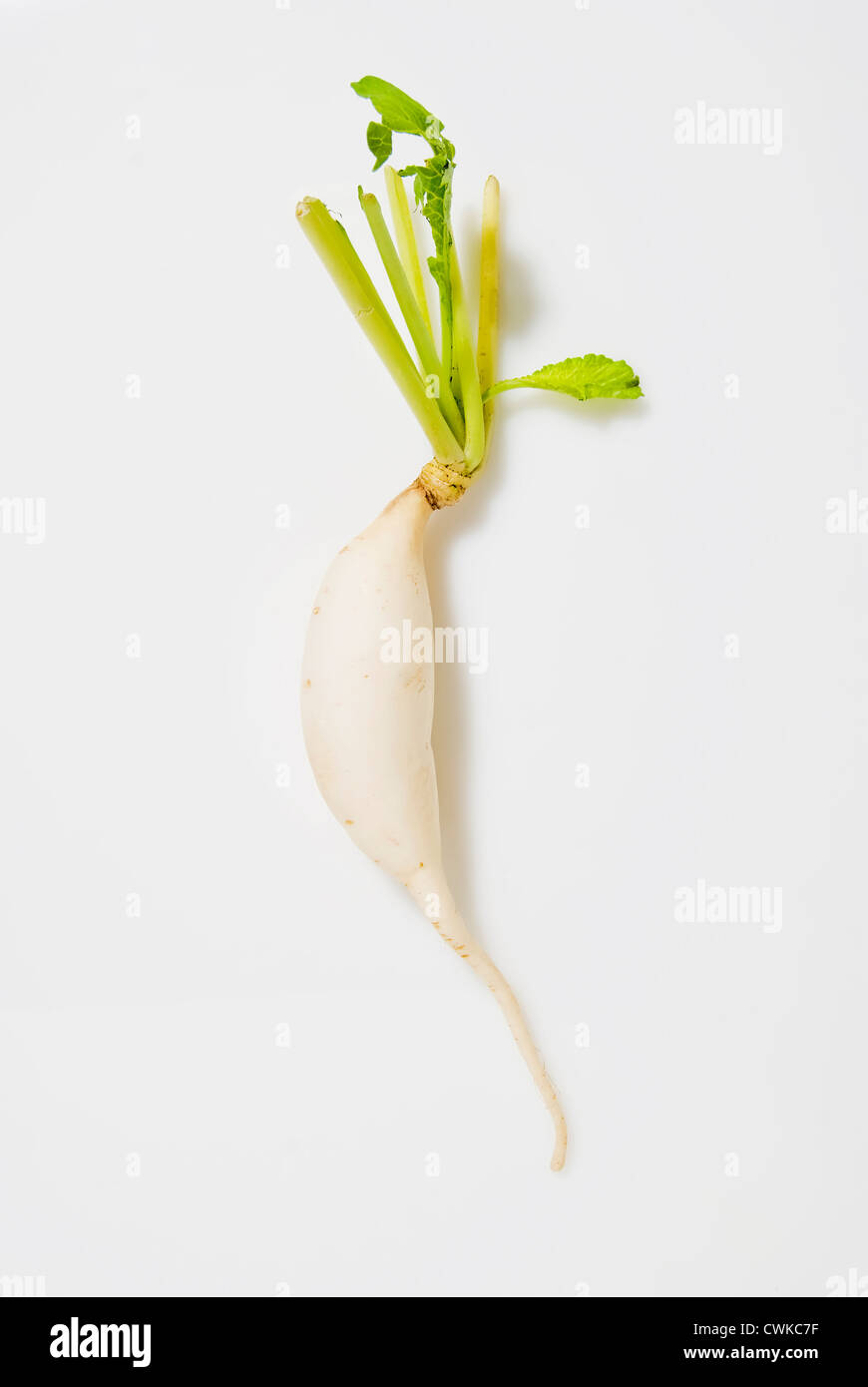 Round White Root Vegetable