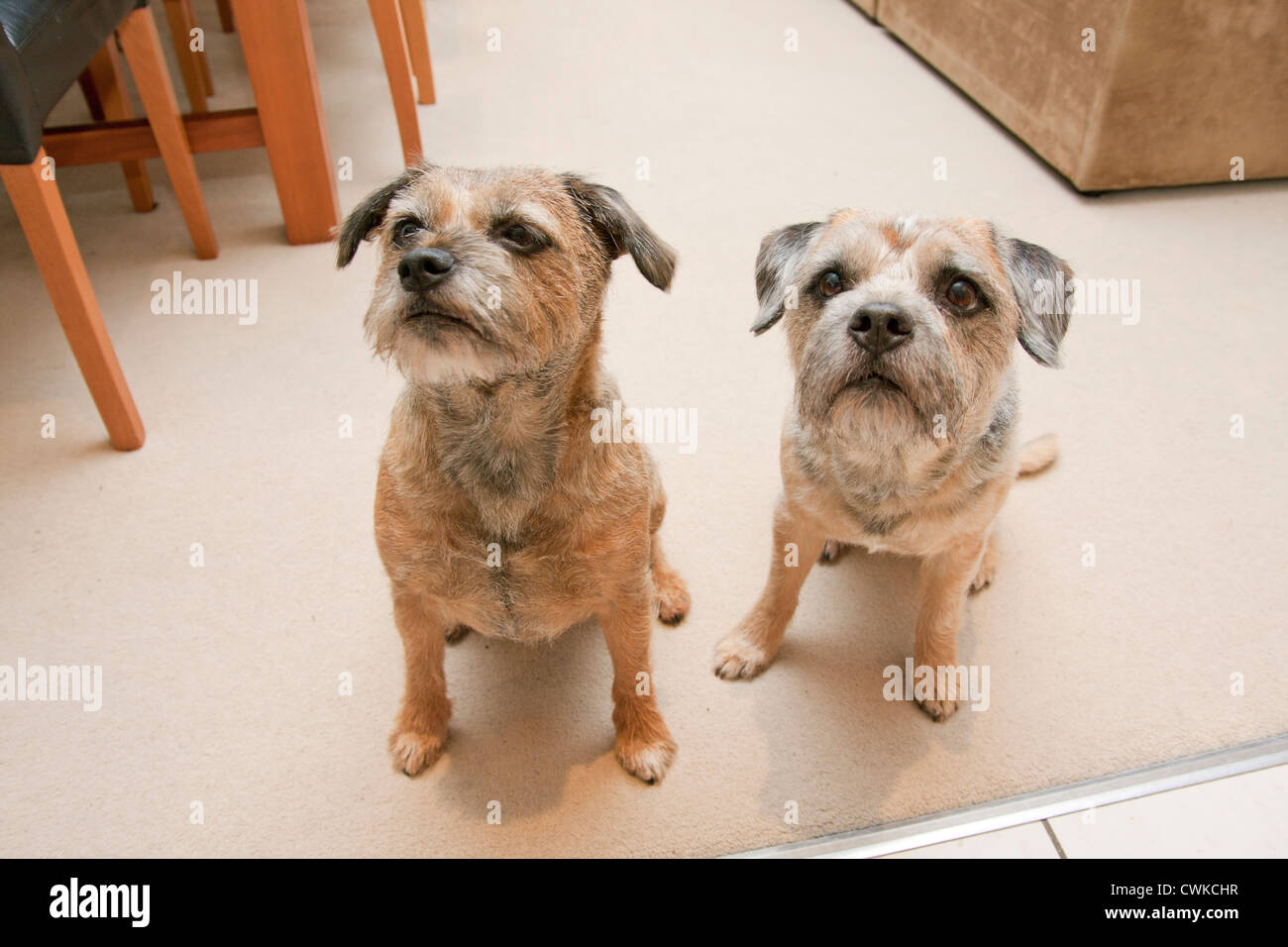 two border terriers Stock Photo - Alamy