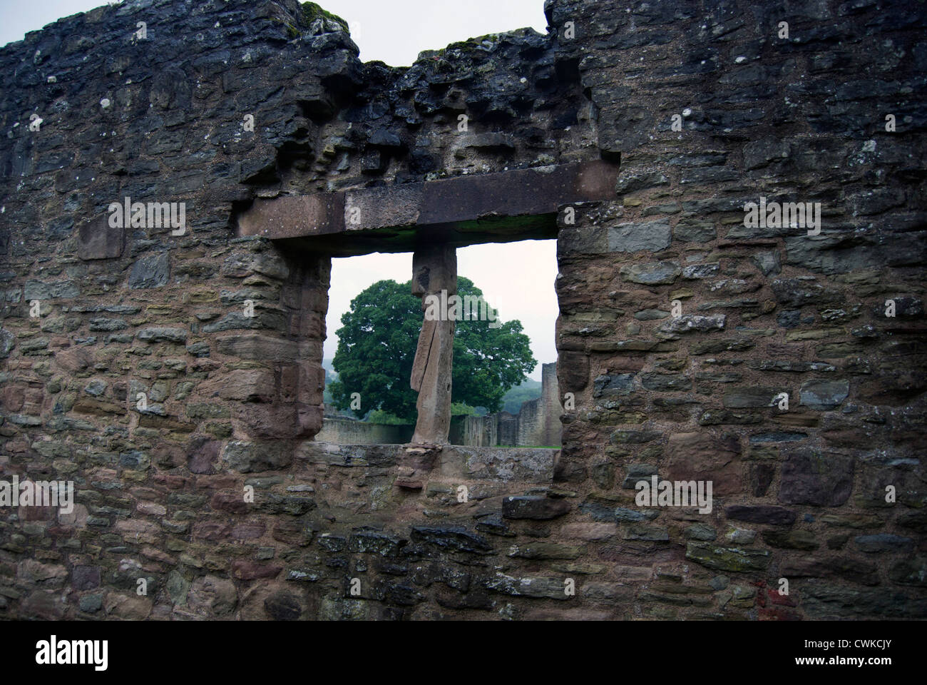 Looking through a ruined stone window to a tree growing in the distance ...
