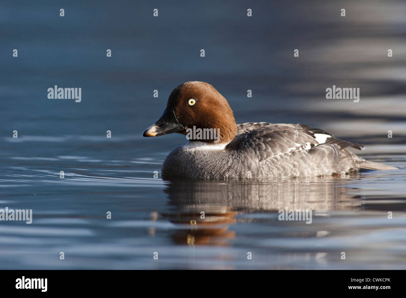 Hen common goldeneye hi-res stock photography and images - Alamy