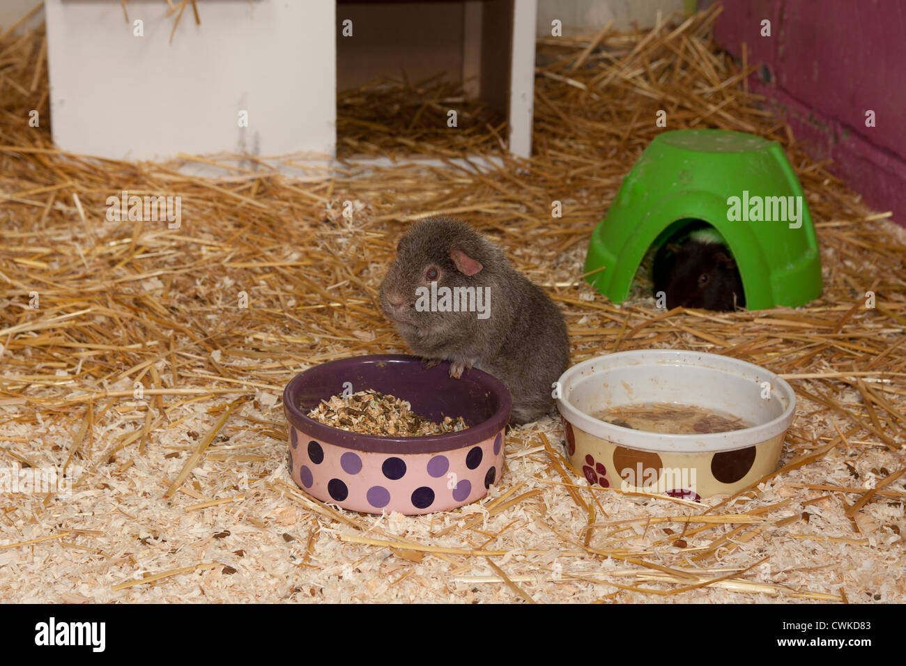 guinea pigs in barn Stock Photo - Alamy