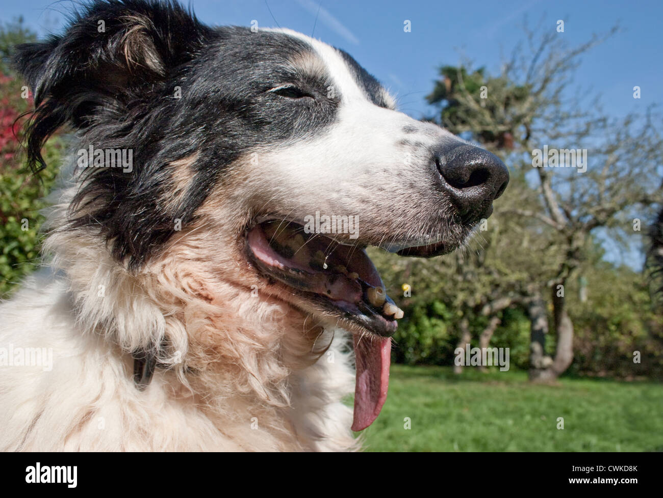 border collie malformation of jaw following cancer operation Stock ...