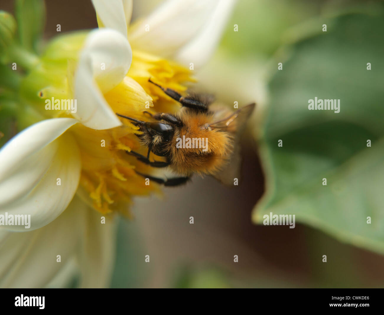 a very hungry honey bee on a white flower Stock Photo - Alamy