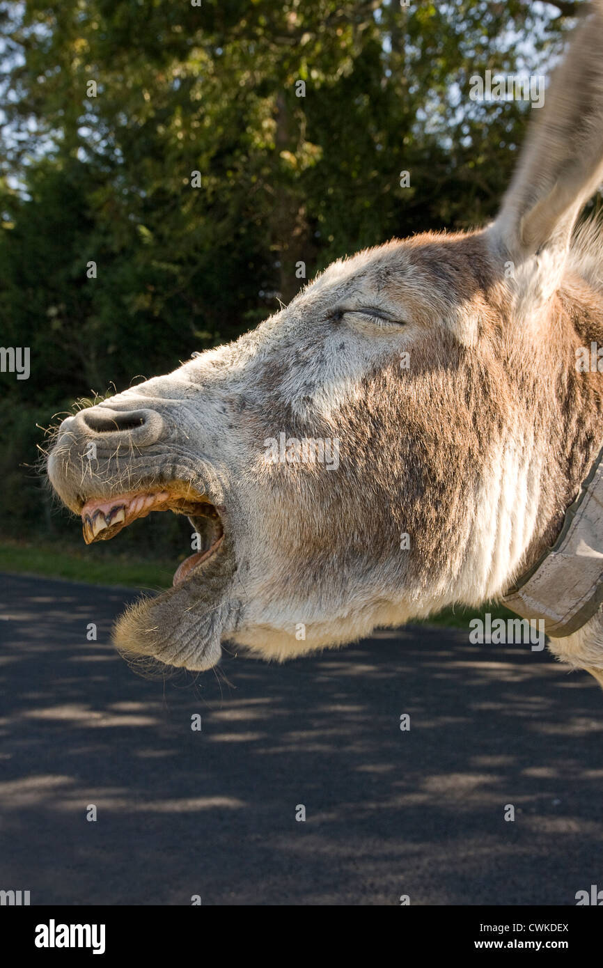 Yawning Donkey High Resolution Stock Photography and Images - Alamy
