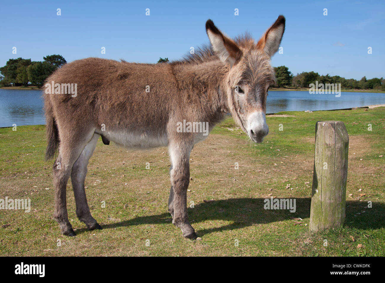 Donkey hi-res stock photography and images - Alamy