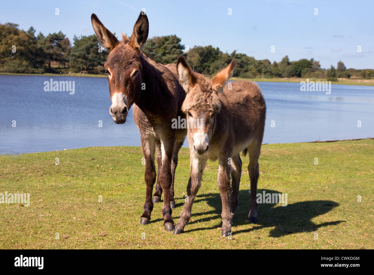 Ringwood forest hi-res stock photography and images - Alamy