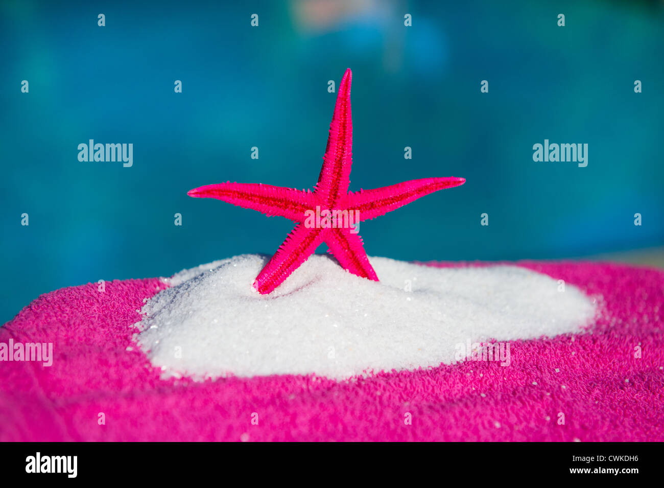 Shell and starfish in pink near the water Stock Photo - Alamy