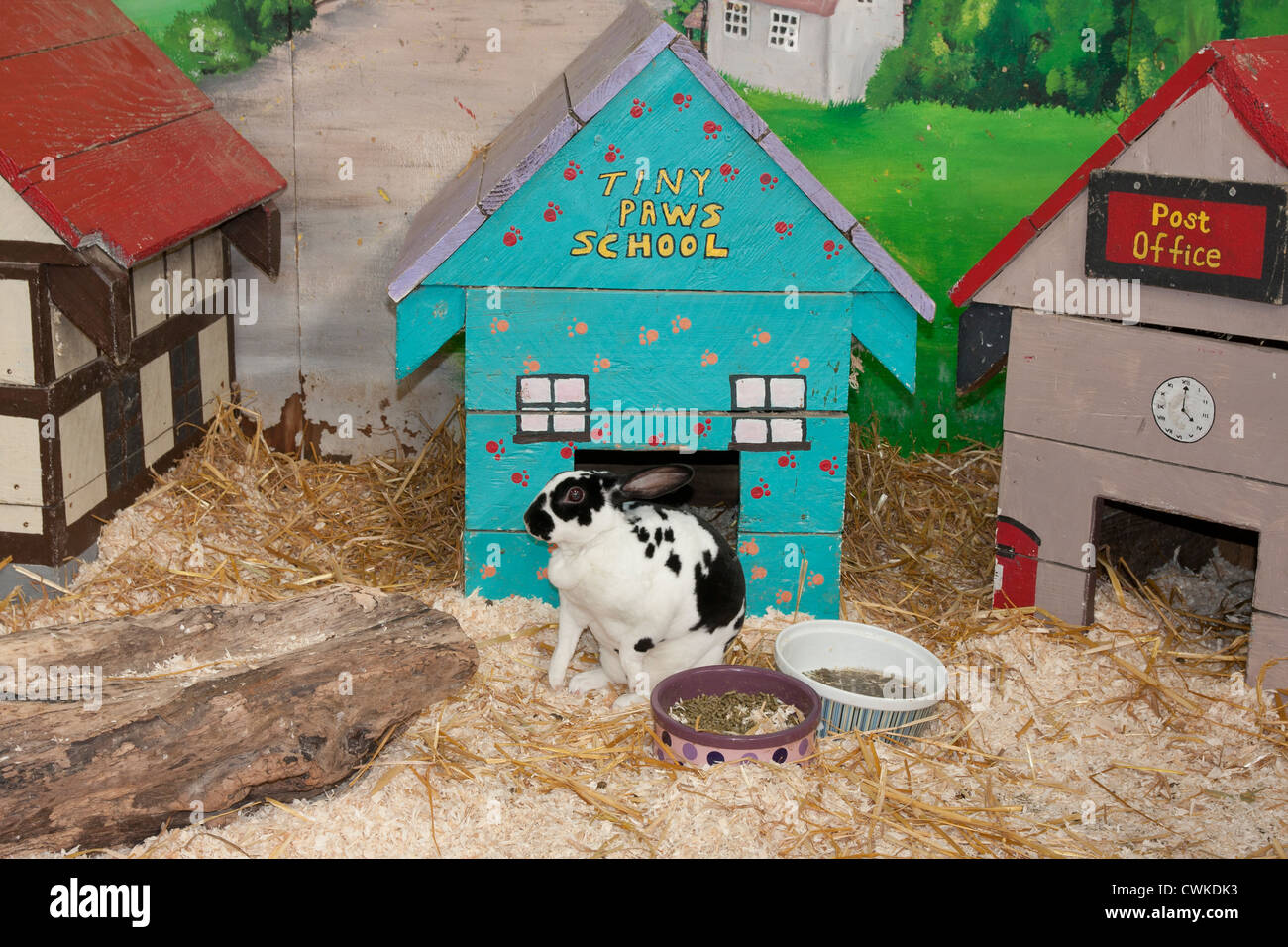 British rabbits hi-res stock photography and images - Alamy