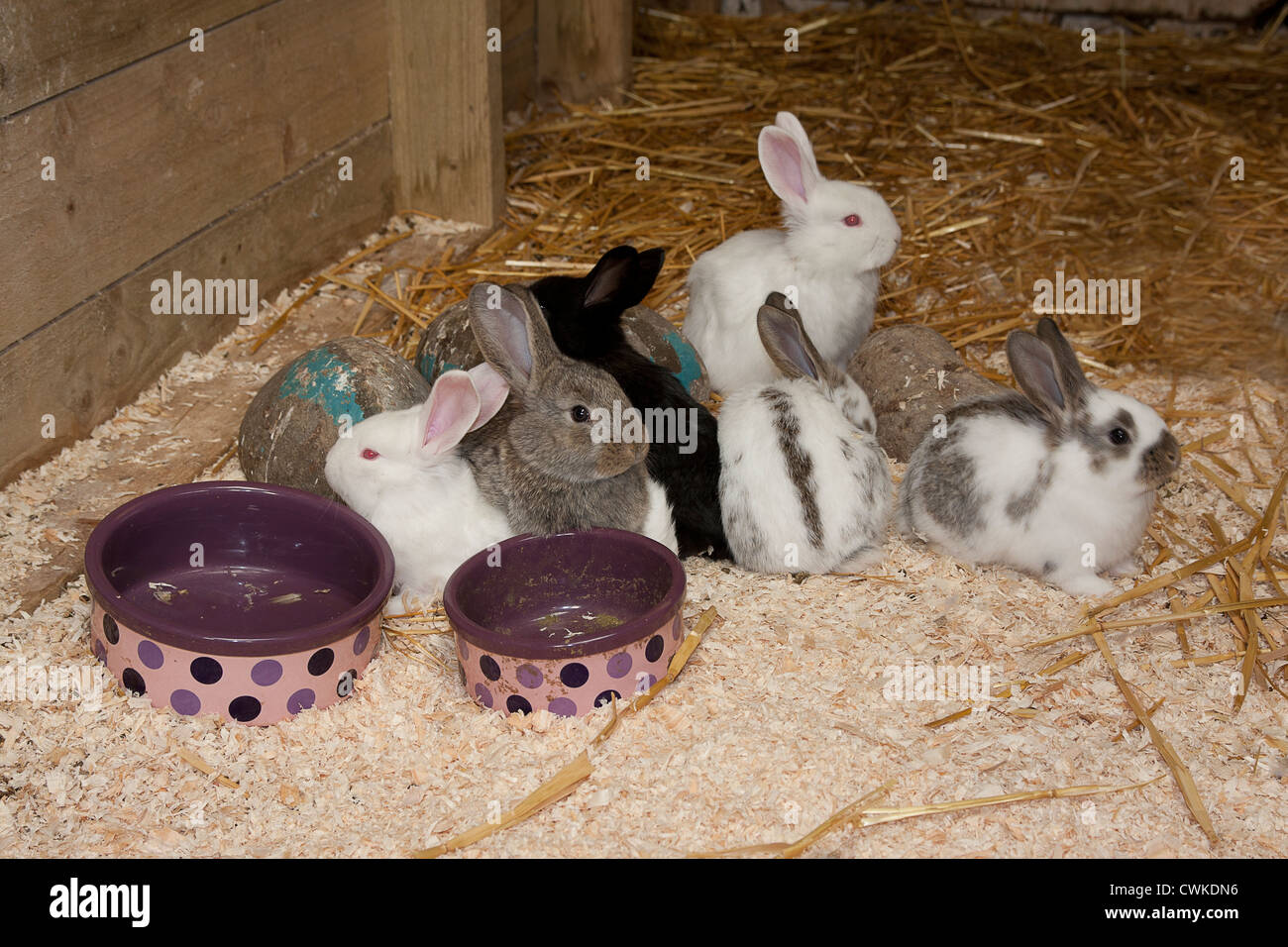 Baby bunnies hi-res stock photography and images - Alamy
