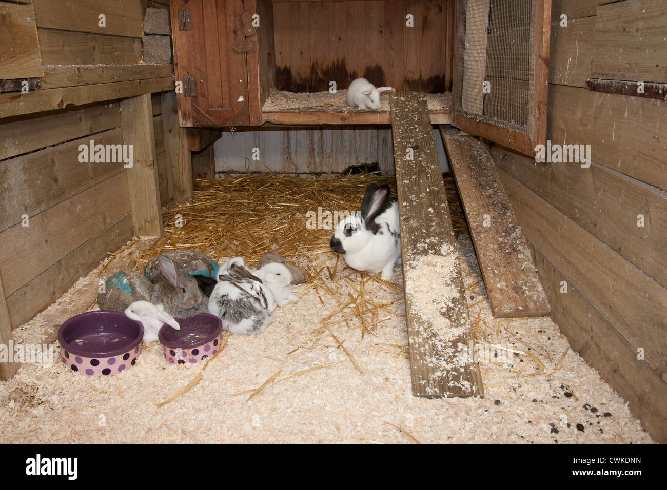 Baby bunnies hi-res stock photography and images - Alamy