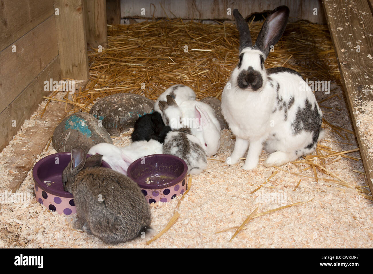 British bunnies hi-res stock photography and images - Alamy