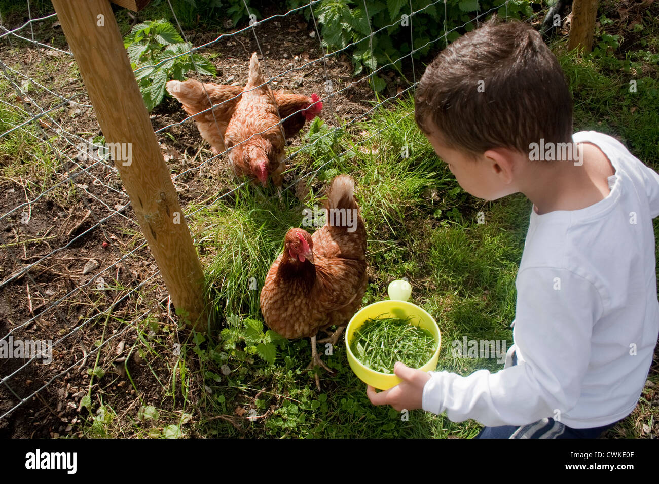 little boy looking at domestic chickens Stock Photo - Alamy