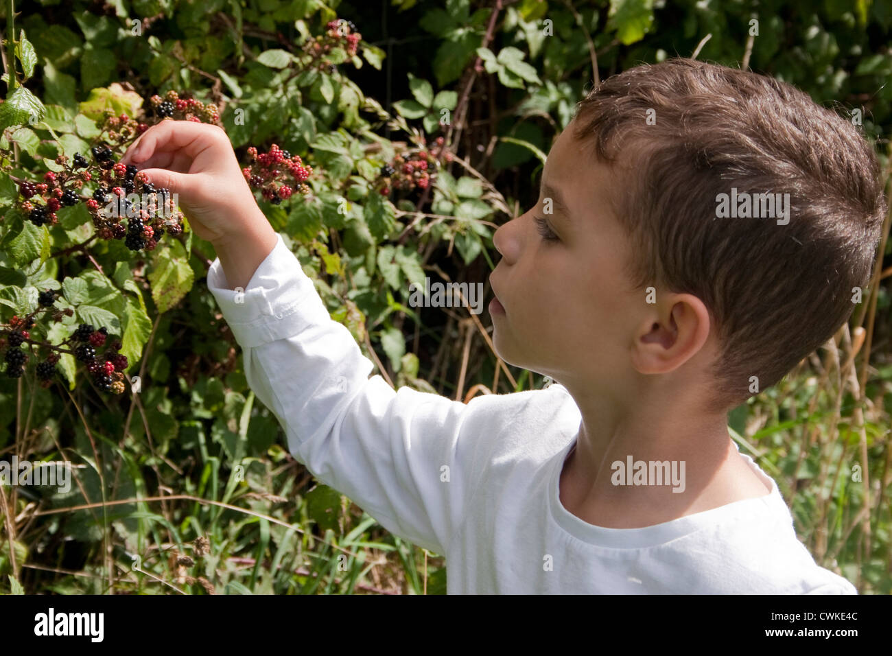 little boy blackberry picking Stock Photo - Alamy