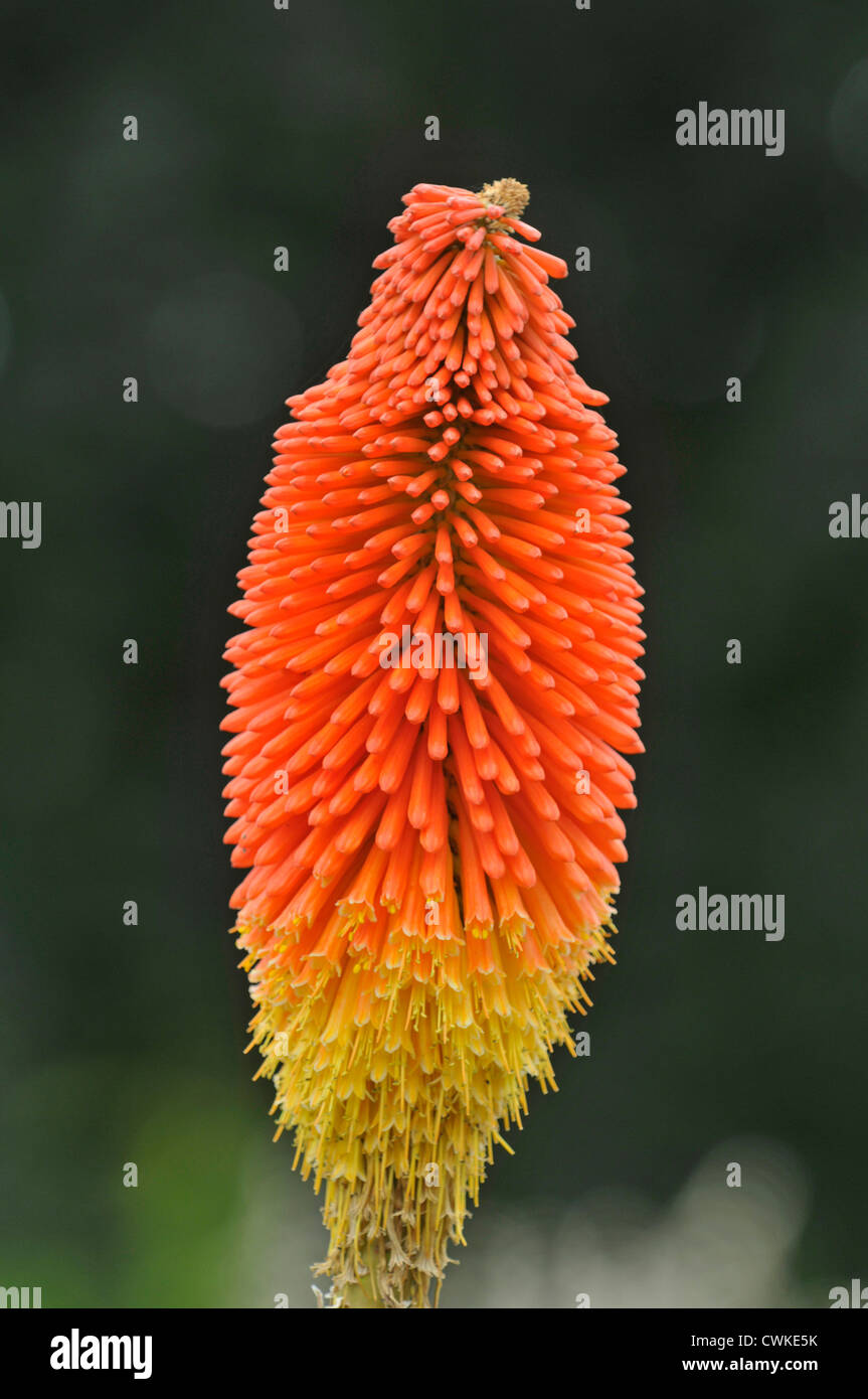 Red Hot Poker: Kniphofia sp. Dark background Stock Photo - Alamy