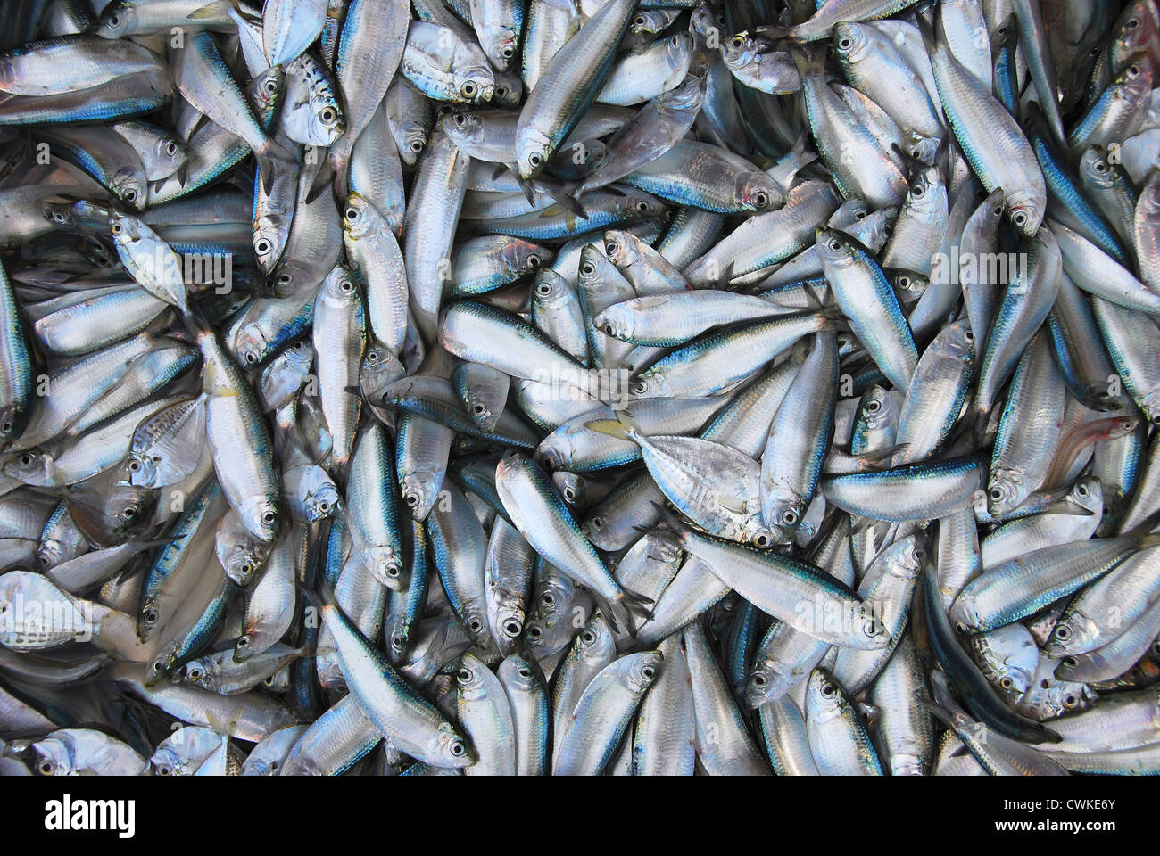 Fresh fish inside a tub, Philippines Stock Photo - Alamy