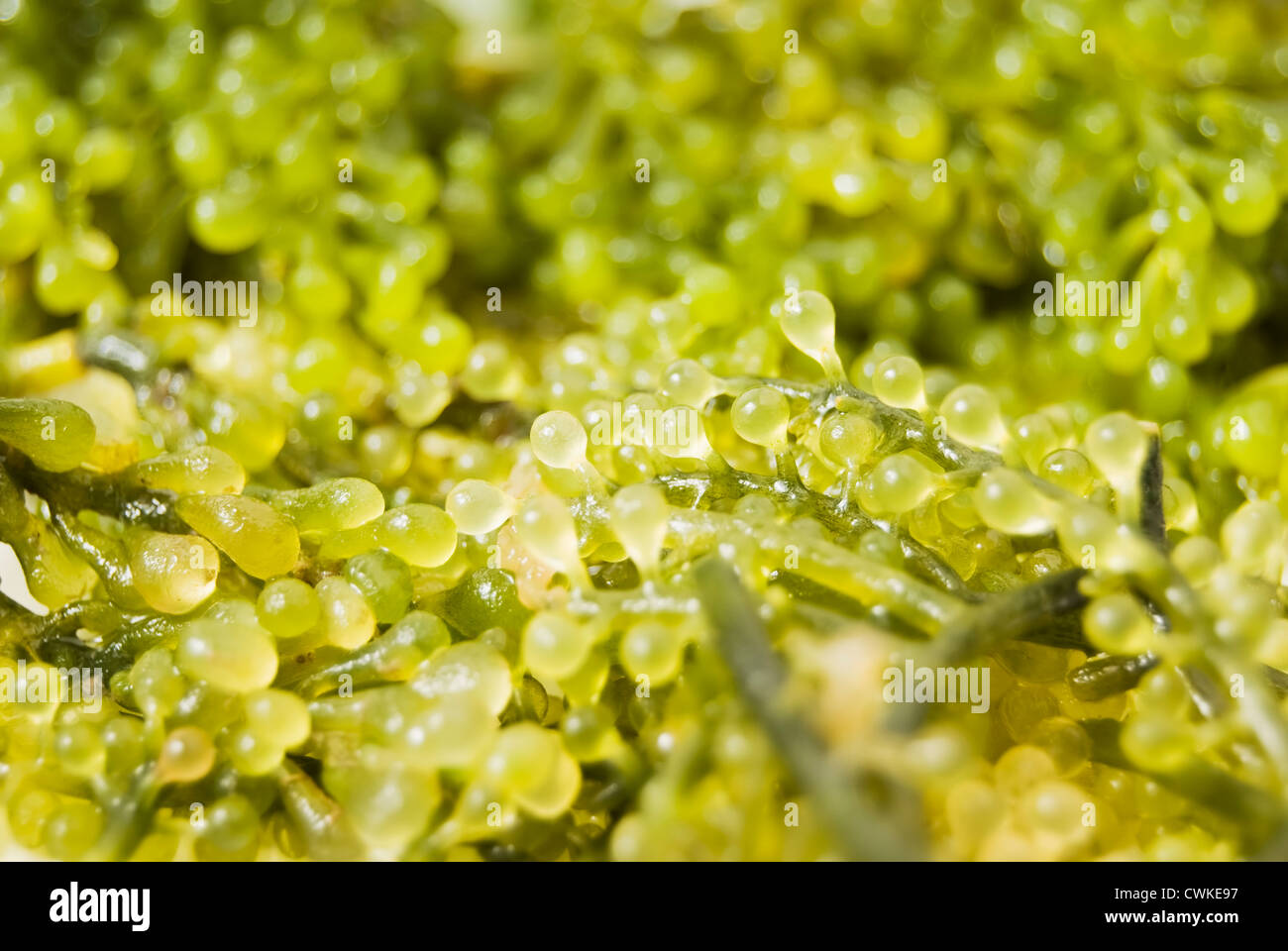 Close-up shot of edible seaweed Stock Photo - Alamy