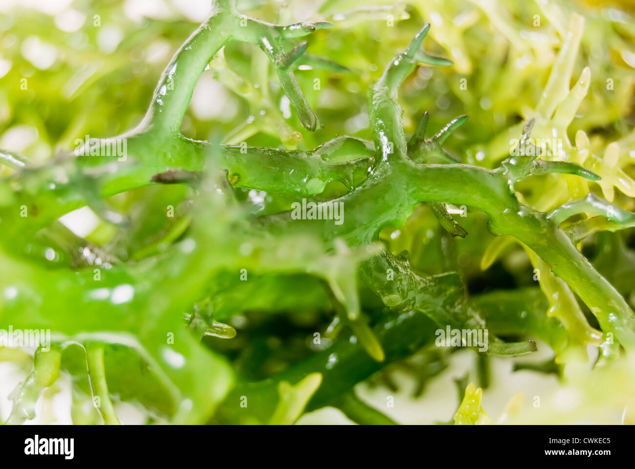 Close-up shot of edible seaweed Stock Photo - Alamy