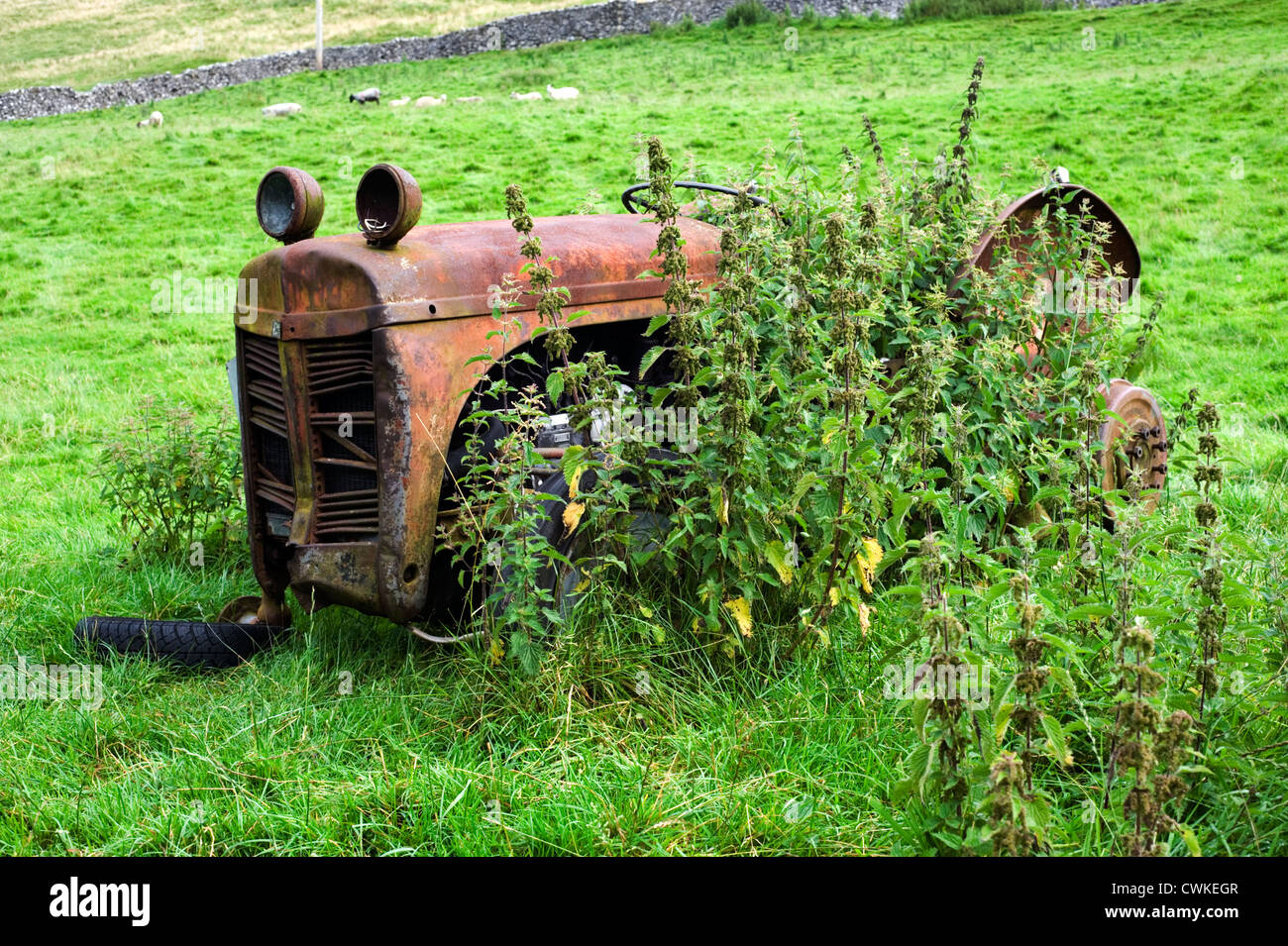 old abandoned rusting tractor covered in weeds and nettles in farm ...