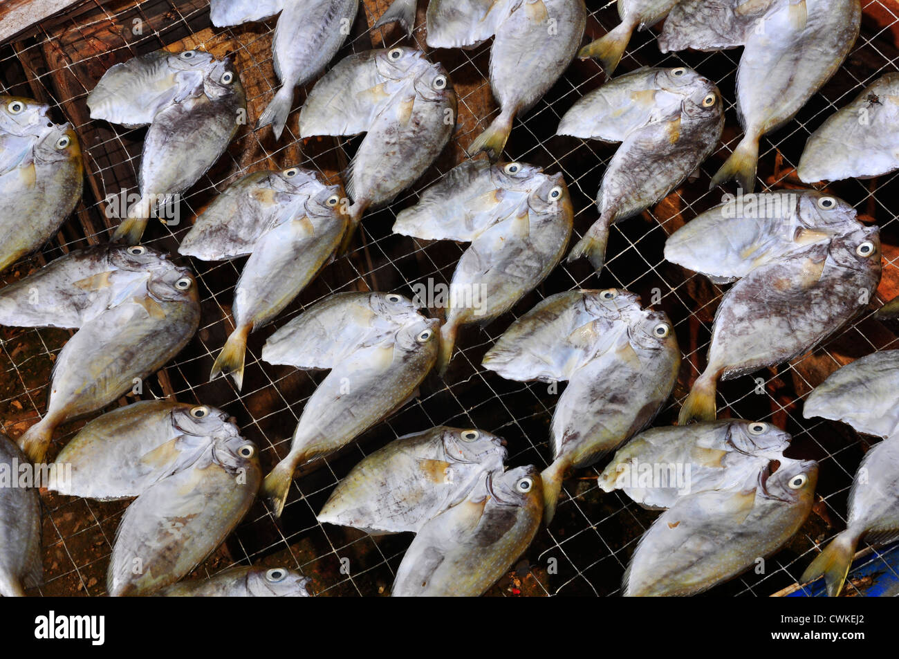 Traditional fish drying under the sun in a rural area Stock Photo - Alamy