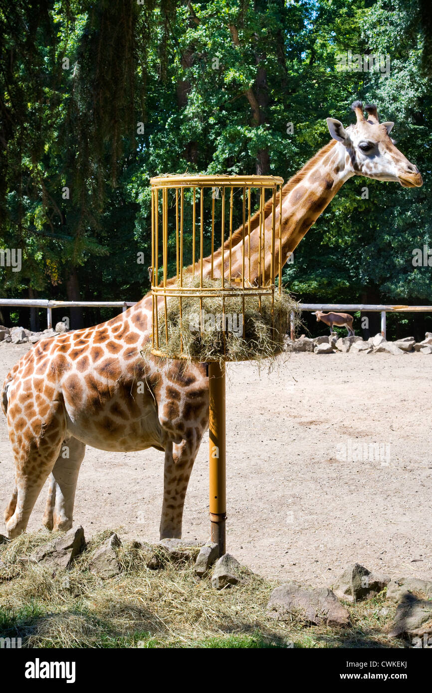 Zoo zlin hi-res stock photography and images - Alamy