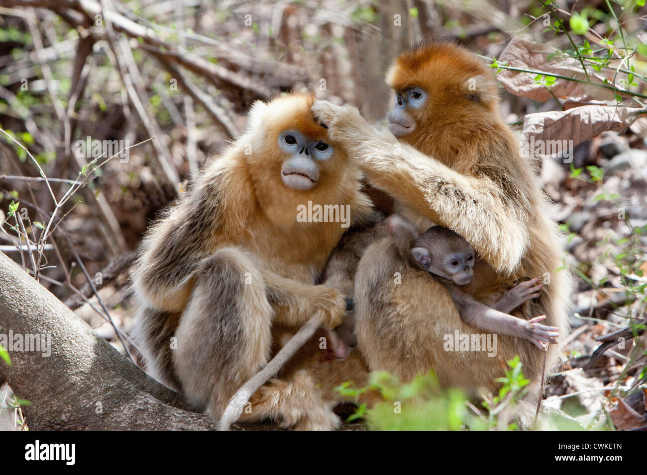 Qinling Mountains, China, Golden Monkey family grooming Stock Photo - Alamy