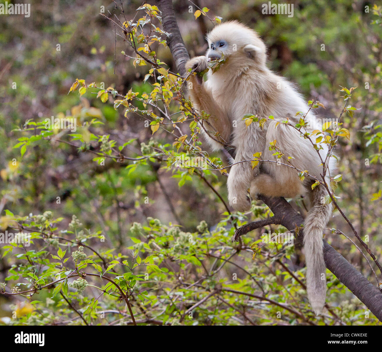 Qinling Mountains, China, Young Golden monkey eating new spring leaves ...