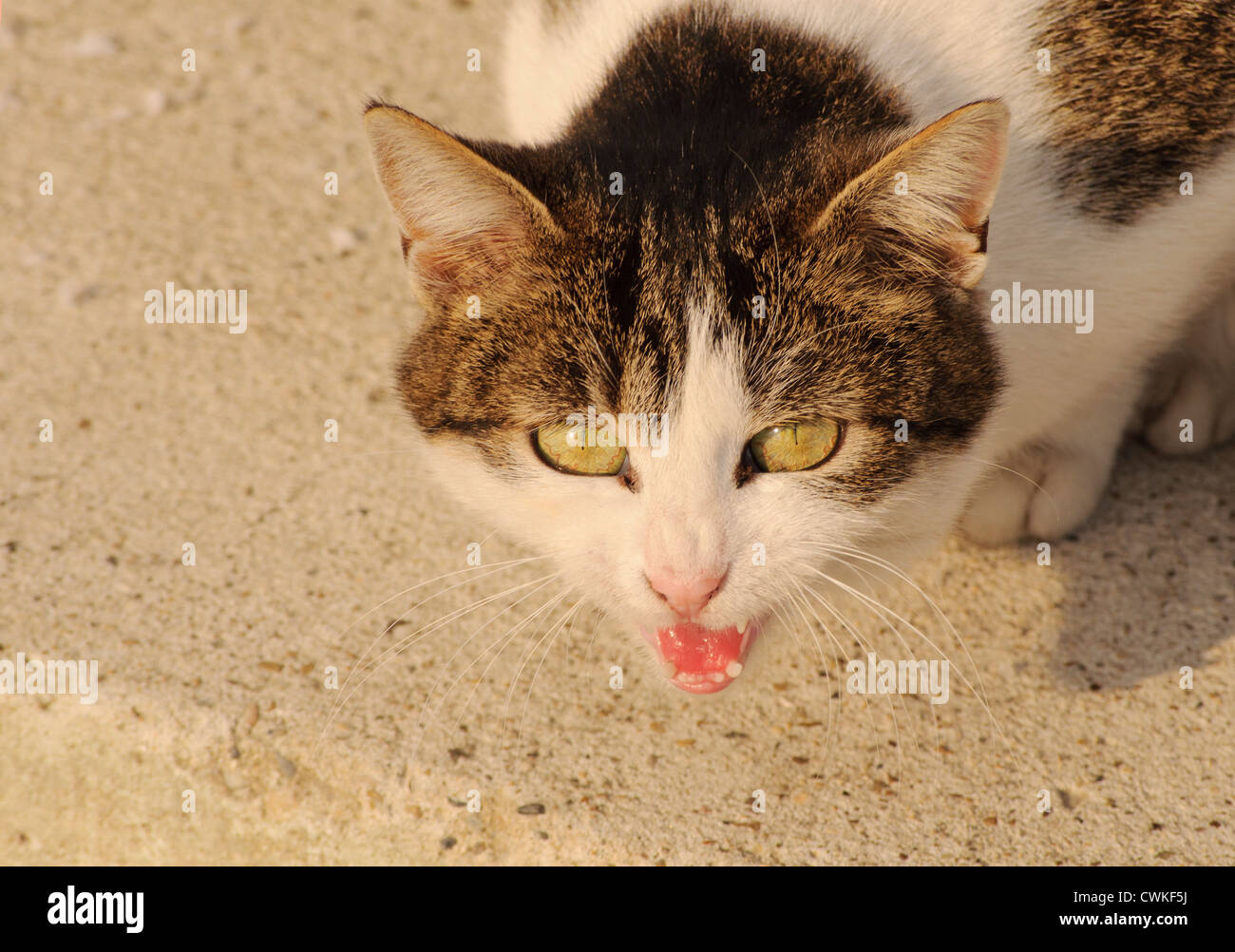 Meowing hi-res stock photography and images - Alamy